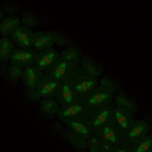 Mitosis (cell division) in fruit fly embryos on Vimeo