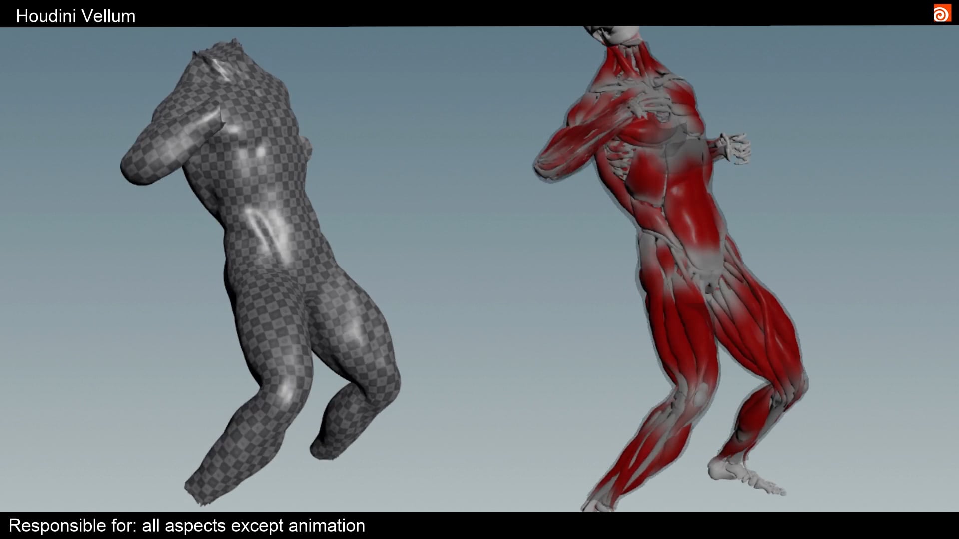 Houdini Vellum Muscle Simulation on Vimeo