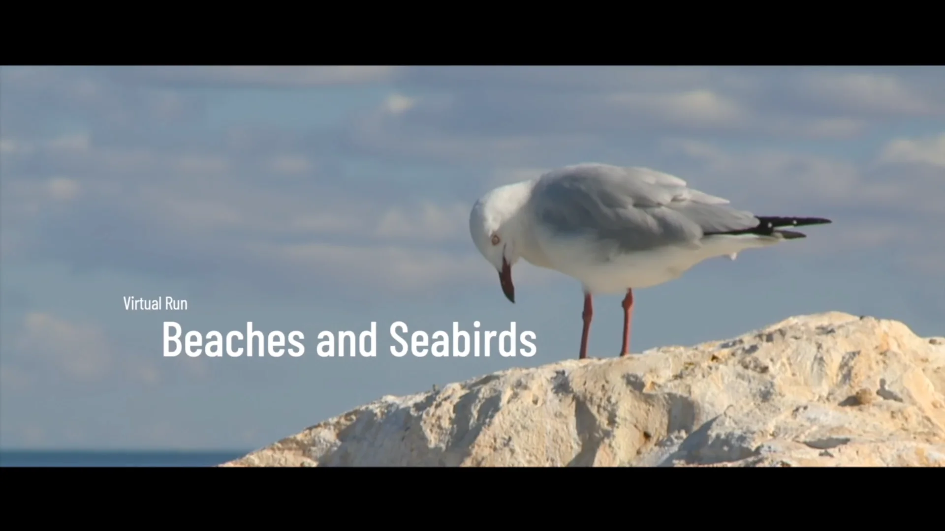 Watch Virtual Beach Runs with Seabirds and Ocean Waves Sounds from ...