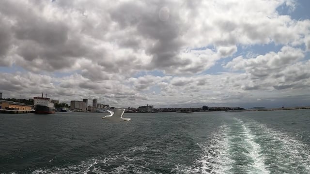 100+ Free Birds Flying & Flying Videos, HD & 4K Clips - Pixabay