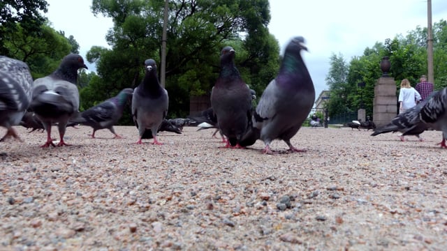 Park Birds City - Free video on Pixabay