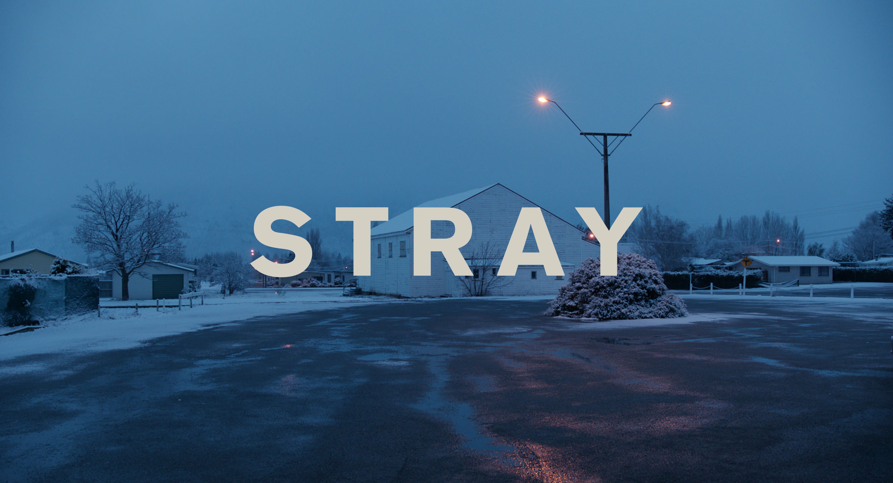 Watch Stray Online | Vimeo On Demand on Vimeo