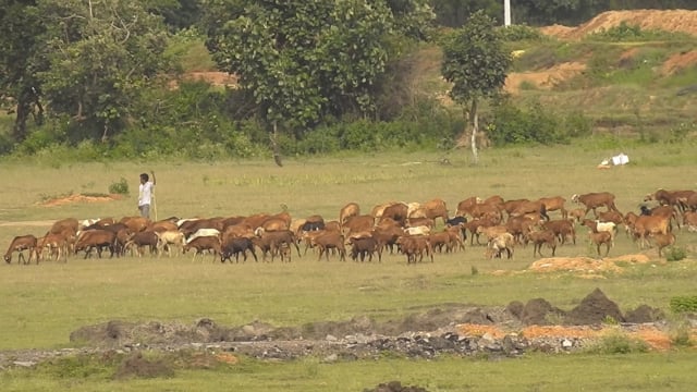 Ships Mammals Lamb - Free video on Pixabay