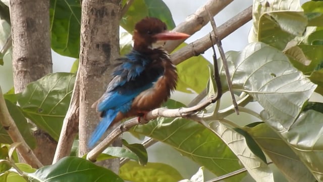 King Fisher Aves Fauna Silvestre - Free video on Pixabay - Pixabay