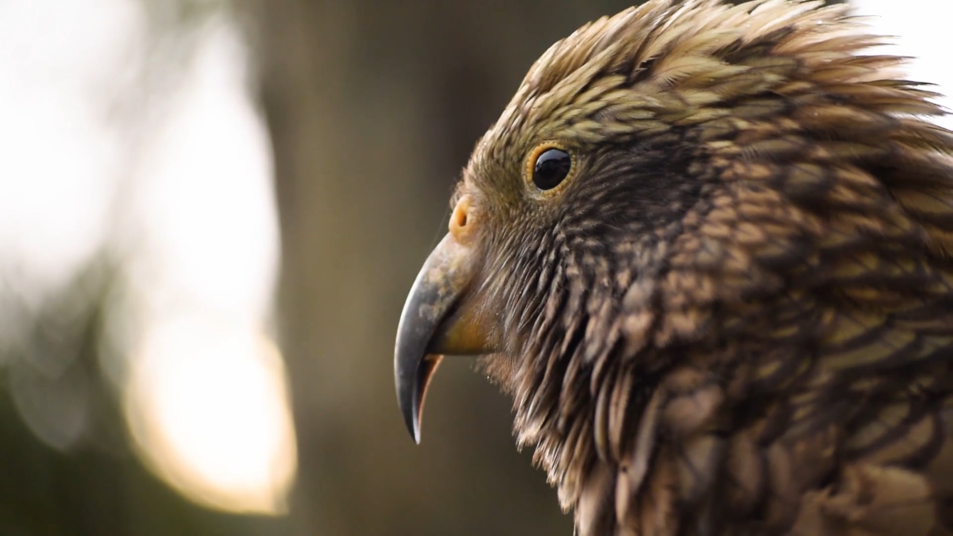 Kea Close up on Vimeo