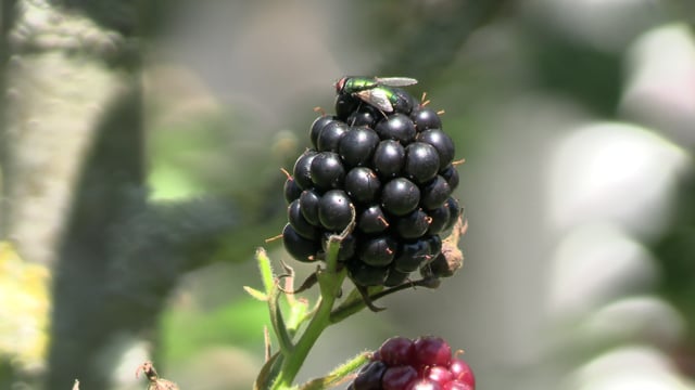 Berry Fly Nature - Free video on Pixabay
