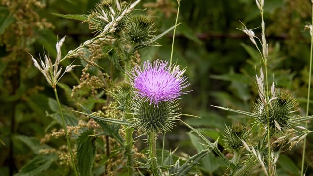 Thistle Sting Diestel Nature - Free video on Pixabay