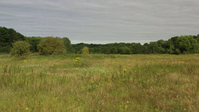 Forest, Field, Landscape. Free Stock Video - Pixabay