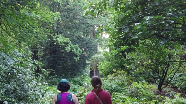 Trail Path Walk - Free video on Pixabay