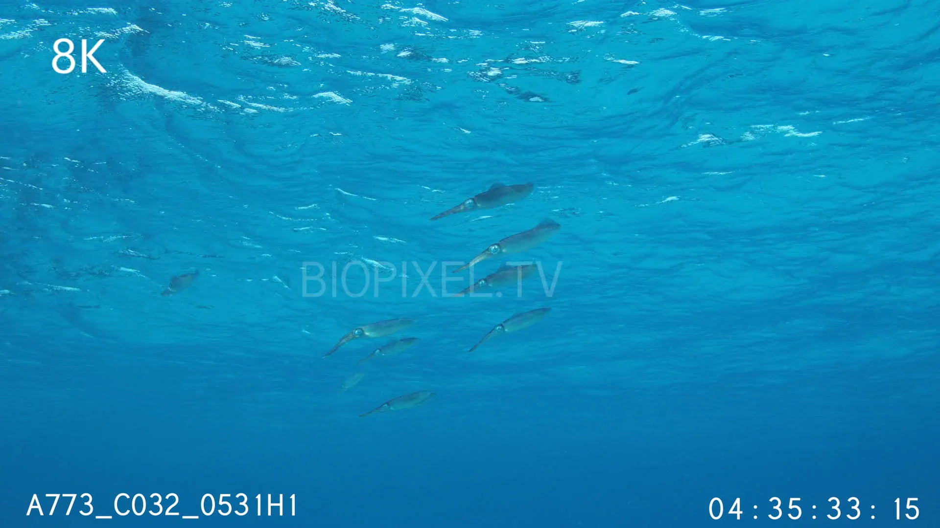 Fish School - Reef squid school 8K on Vimeo