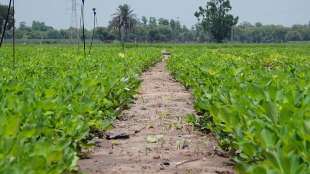 Groundnuts, Crop, Farming. Free Stock Video - Pixabay