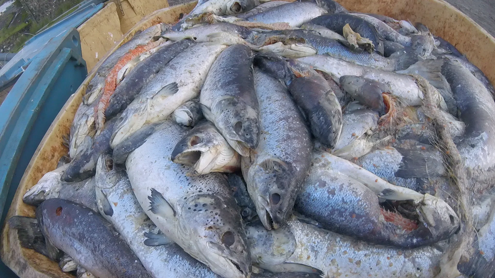 Mmmm Mowi's RSPCA Assured Salmon at Greshornish on the Isle of Skye on ...