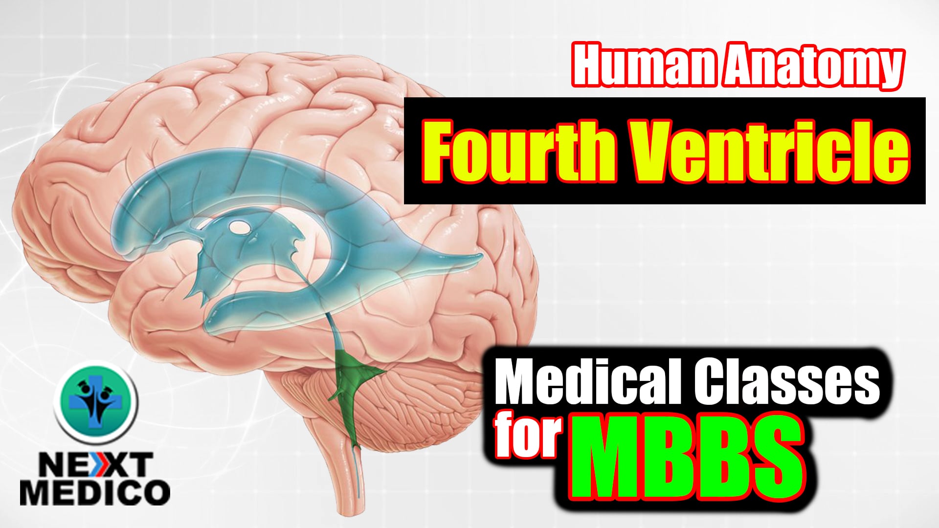 Next Medico - Human Anatomy : Fourth Ventricle Lecture - 6 on Vimeo