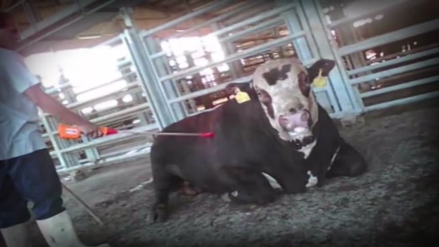 Animal Cruelty Slaughterhouses Clips