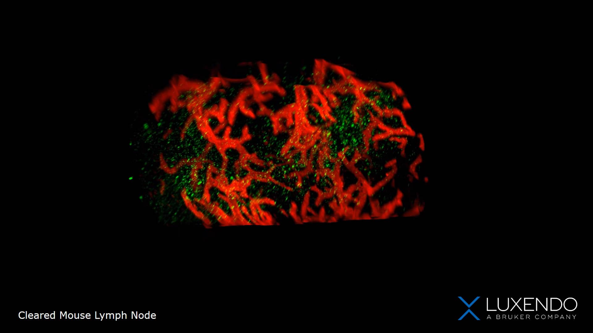 Mouse Lymph Node on Vimeo
