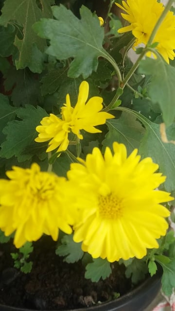 Flower, Soundnature, Wind. Free Stock Video - Pixabay
