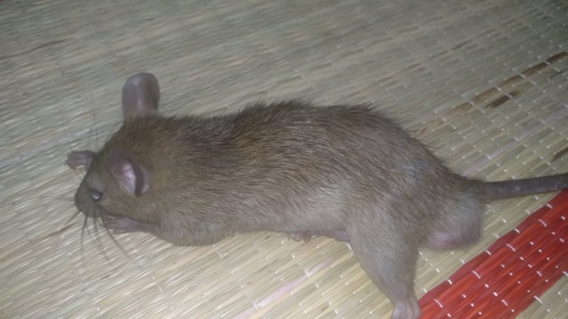 Rat Real Capture Free Stock Video - Pixabay