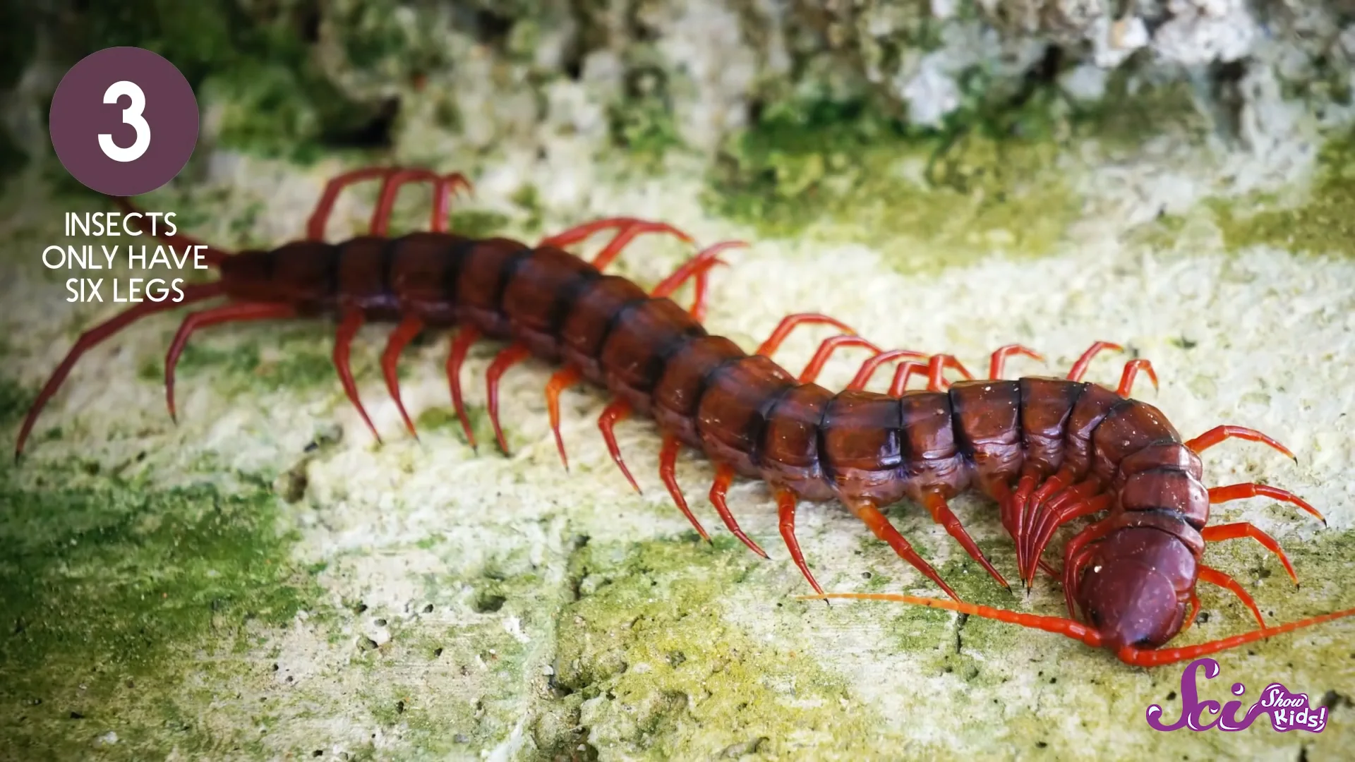 Inspect An Insect on Vimeo