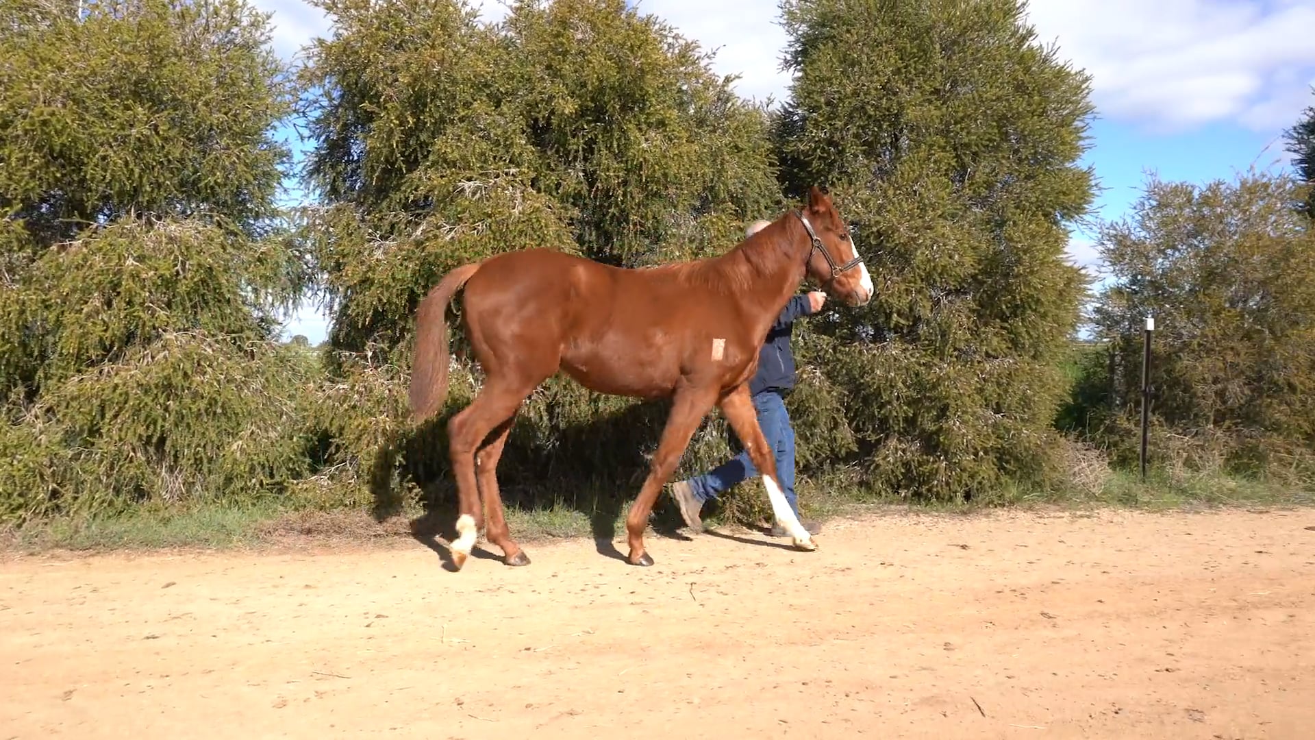 LOT 554 - PALENTINO / LADY SPITFIRE - FILLY on Vimeo