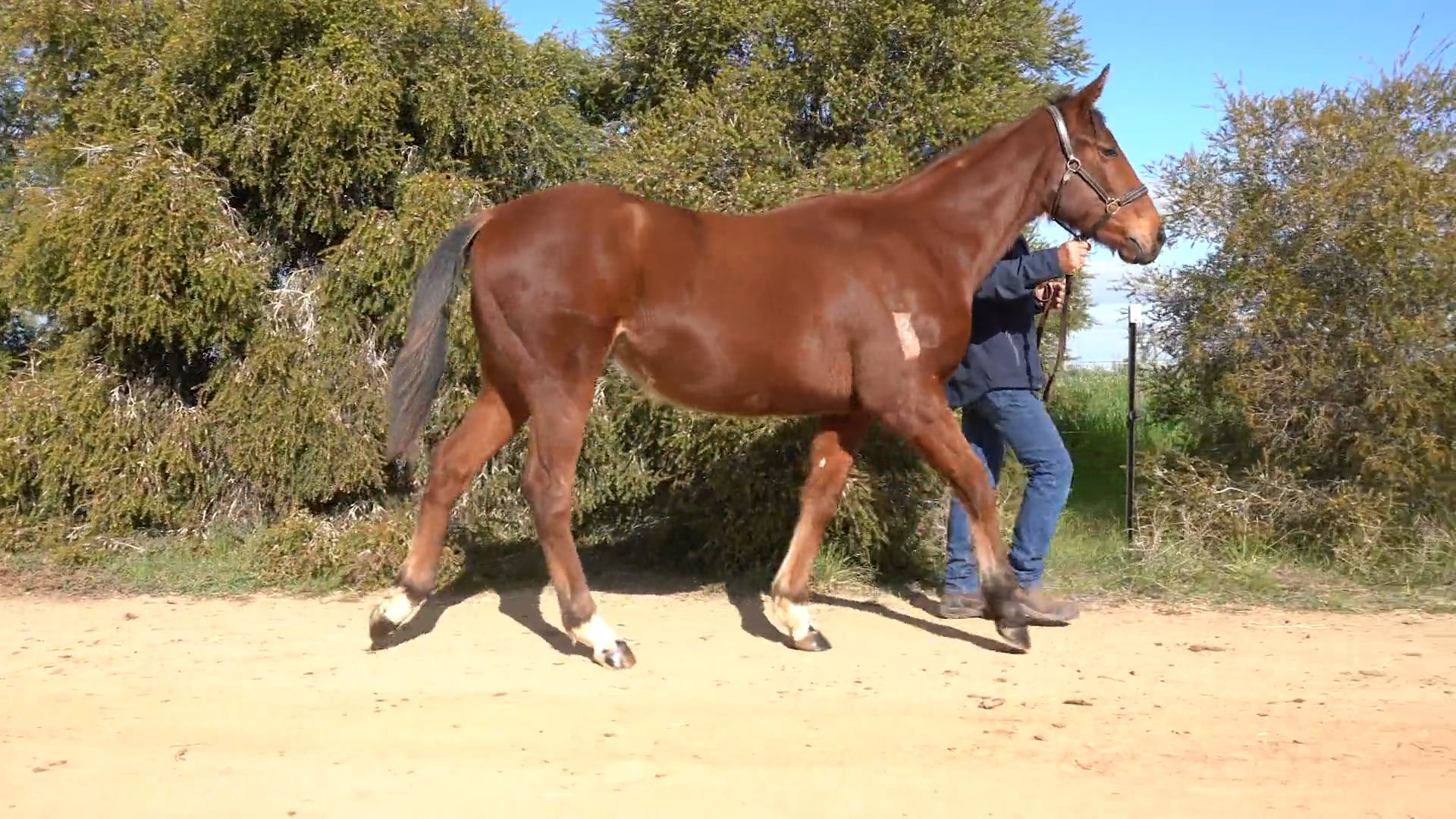 LOT 534 - NICONOISE / IMPERIAL IDA - COLT on Vimeo
