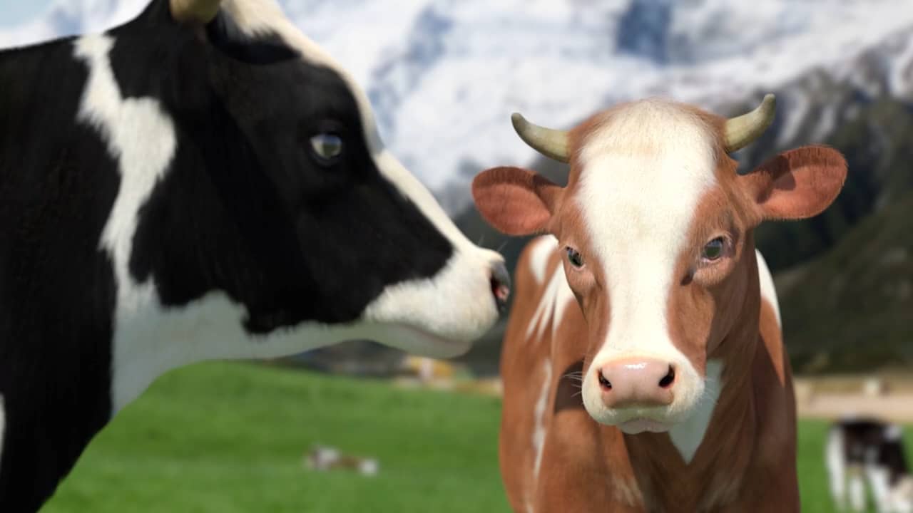 Jack Link's Jealous Cows - Bridget on Vimeo