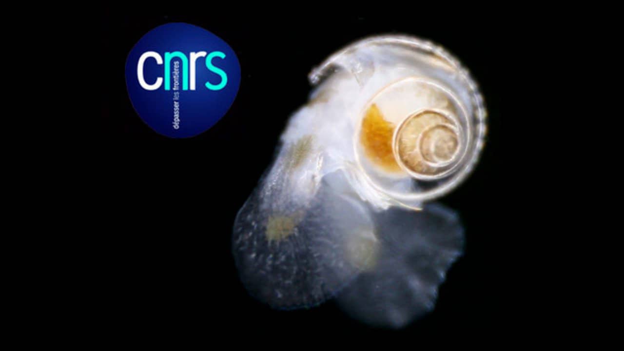 Pteropods - Swimming Mollusks on Vimeo