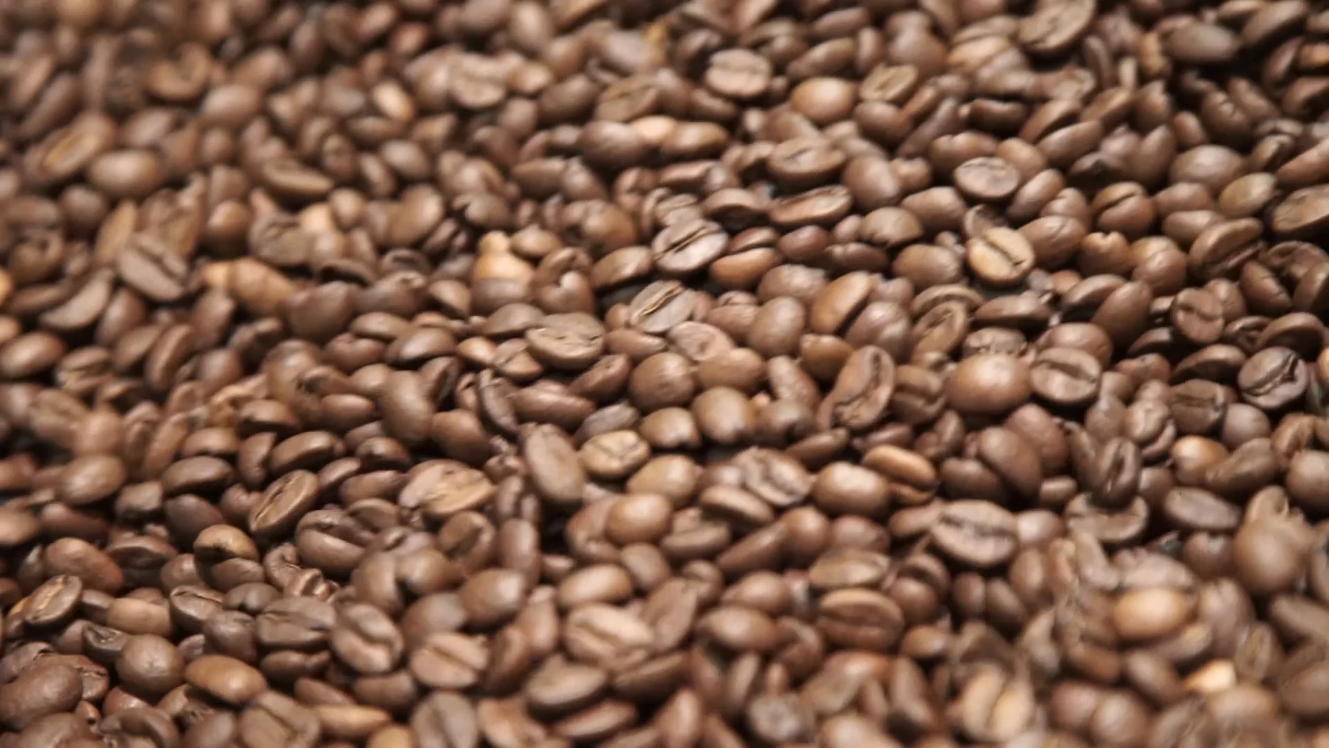 Mango Tree Coffee on Vimeo