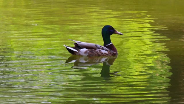 Pato Lago Agua - Free video on Pixabay - Pixabay