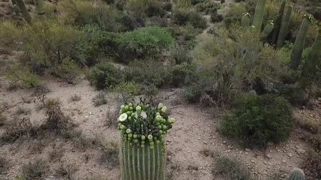 Gobi Desert Cactus
