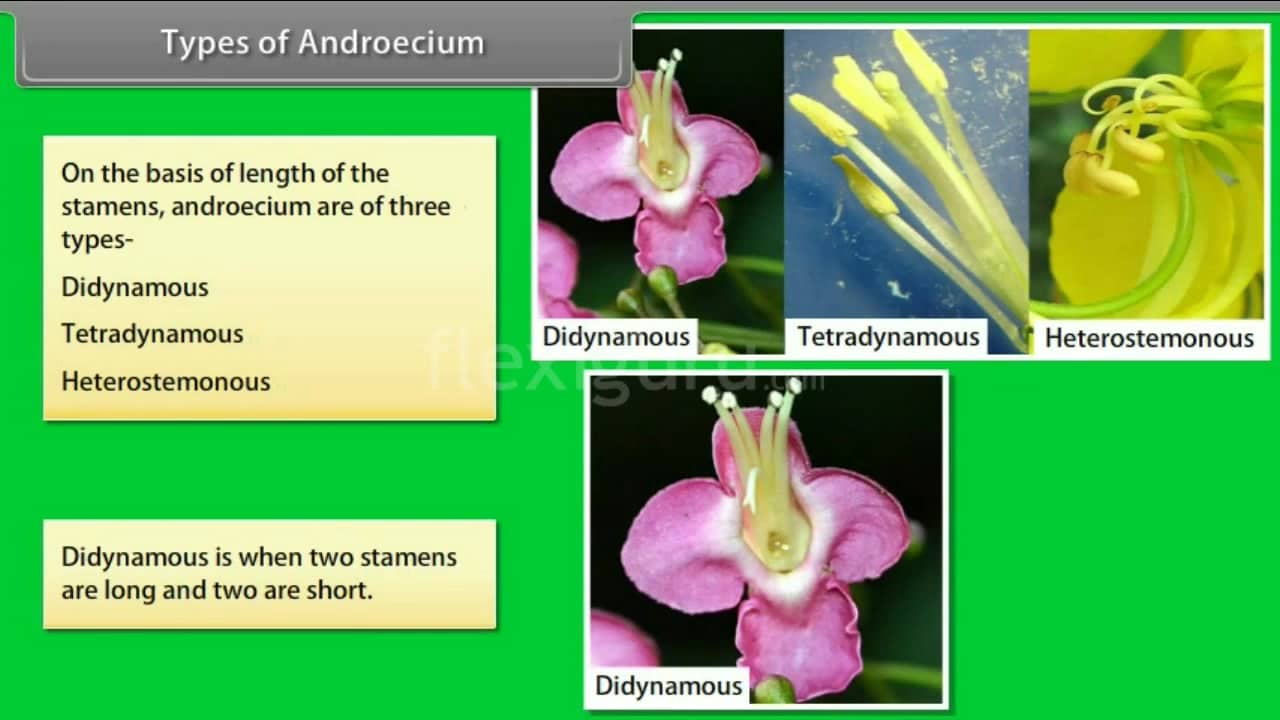 STD 11 - BIO-BOTANY - Unit 2 - Chapter 4 - Types of Androecium on Vimeo