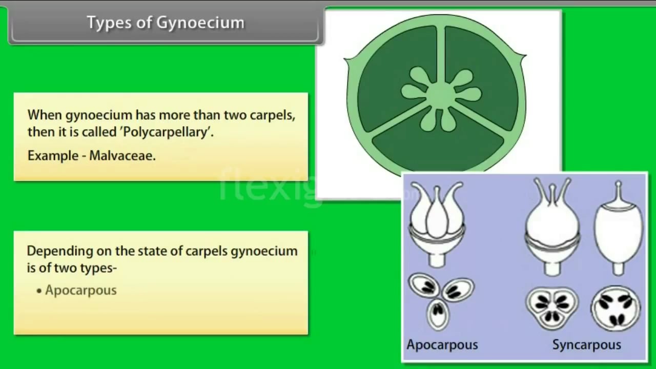 STD 11 - BIO-BOTANY - Unit 2 - Chapter 4 - Types of Gynoecium on Vimeo
