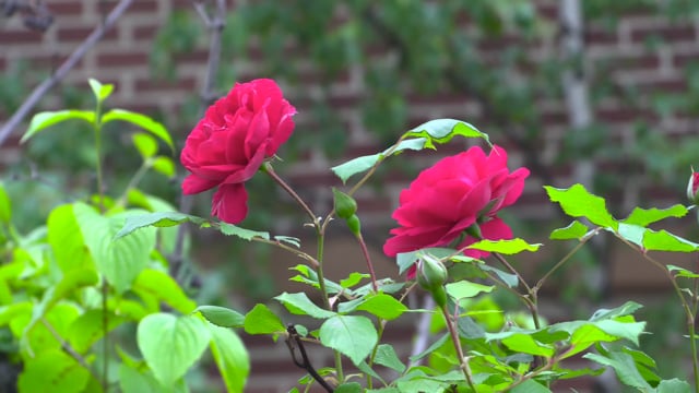 Rose Blume Romantisch - Free video on Pixabay - Pixabay