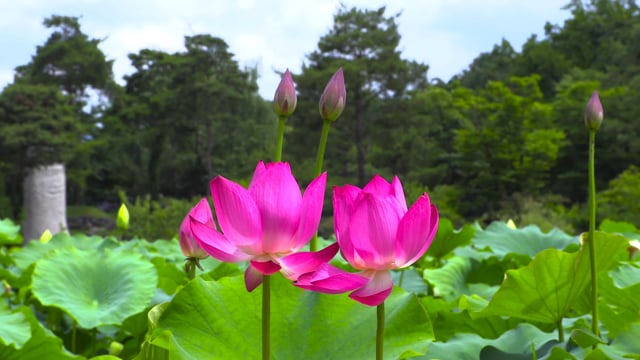 Lotus, Wind, Korea. Free Stock Video - Pixabay
