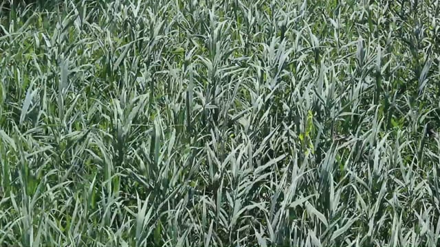 Grass, Wind, Calm. Free Stock Video - Pixabay