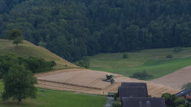 Más de 200 vídeos en HD y 4K gratis de Harvest y Cosecha - Pixabay