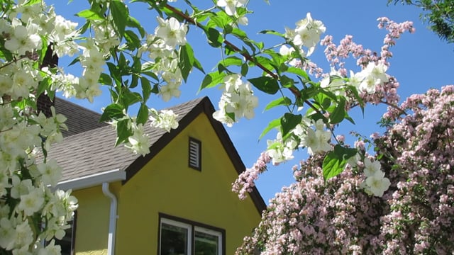House Flower Spring - Free video on Pixabay