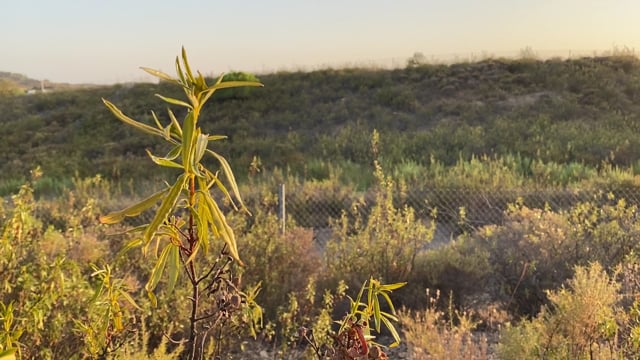 Field, Smell, Nature. Free Stock Video - Pixabay