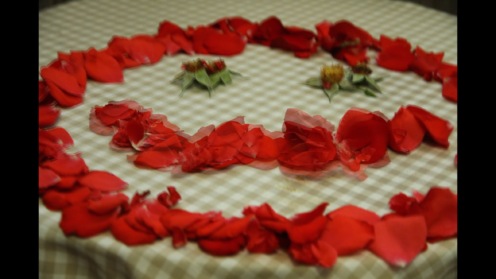 Rose Rose Play With Me ZiFeng assignment 3 on Vimeo