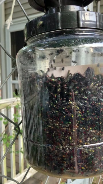 Fly, Flies, Trap. Free Stock Video - Pixabay