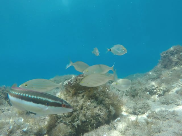 Makarska, Croatia, Fish. Free Stock Video - Pixabay