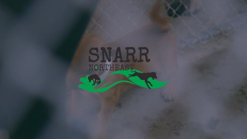 SNARR Northeast - Special Needs Animal Rescue & Rehabilitation
