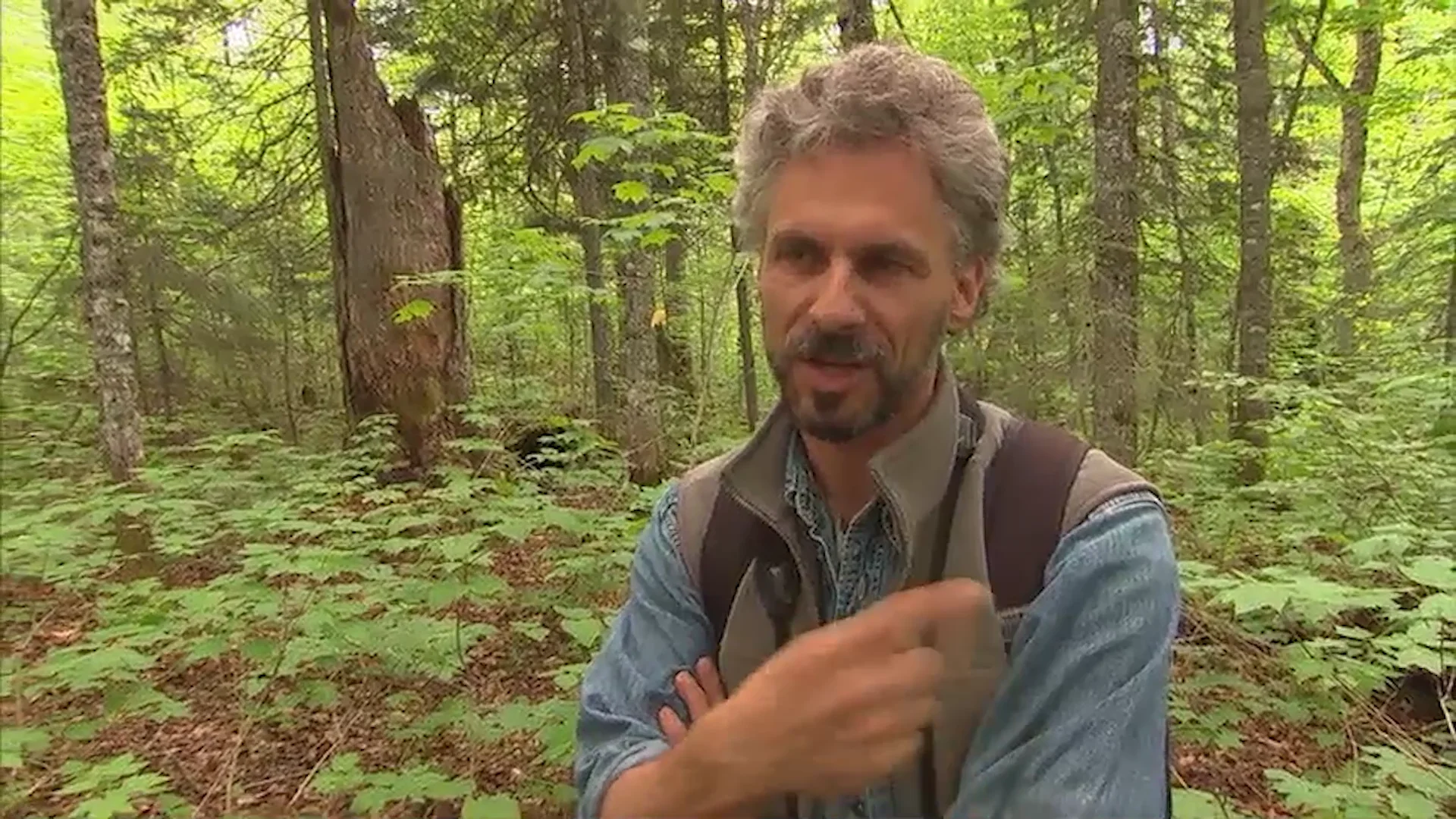 Dans ma cour - La forêt acadienne mature - Tout sur le Grimpereau brun