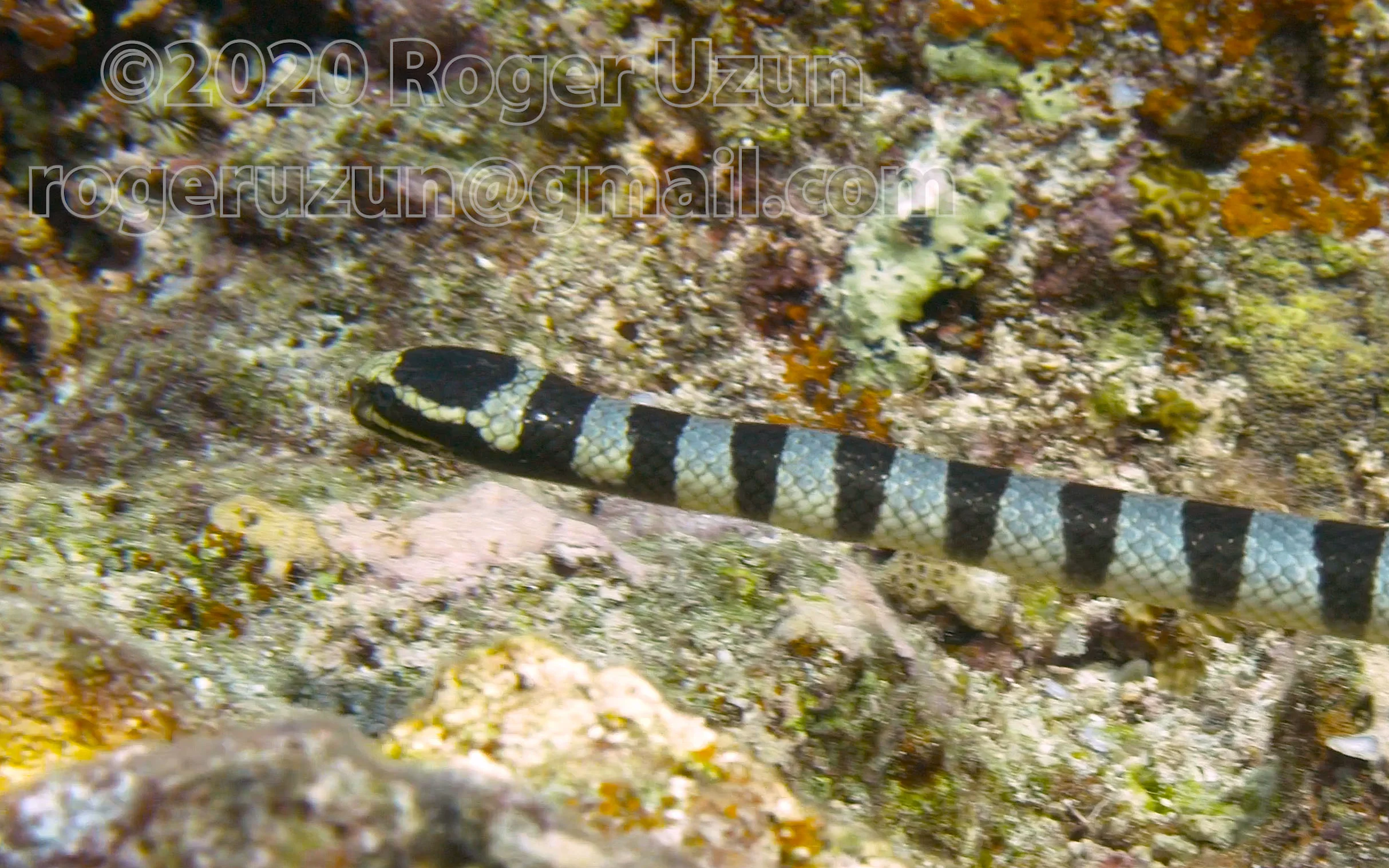 HDObservations : Banded Sea Krait (4K UHD) on Vimeo