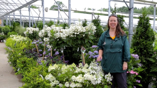 Petitti Garden Centers | Home & Garden Center, Plant Nursery