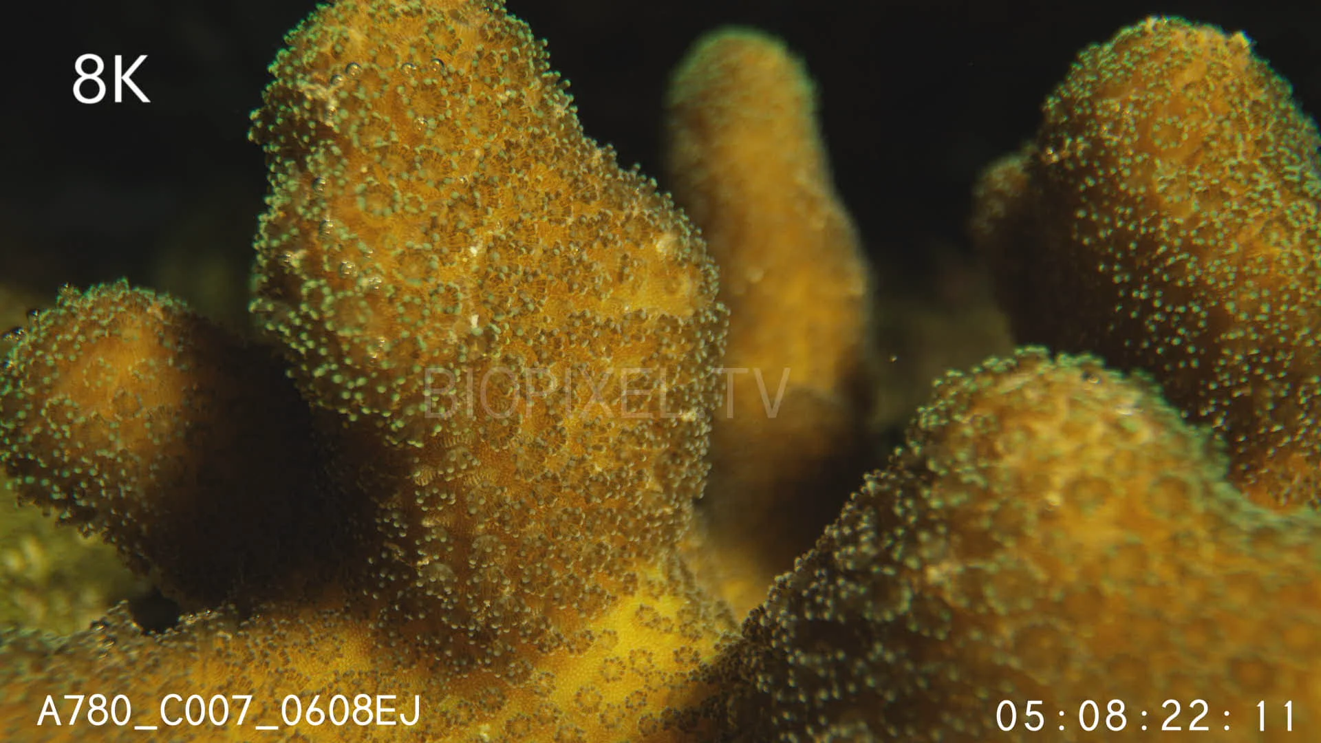 4K Coral Polyp - Probe lens motion control onto coral polyps 8K on Vimeo