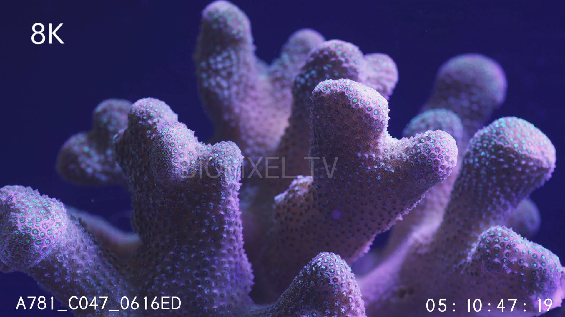 4K Coral Polyp - Motion control zoom into rotating coral to reveal polyps 8K 2 on Vimeo