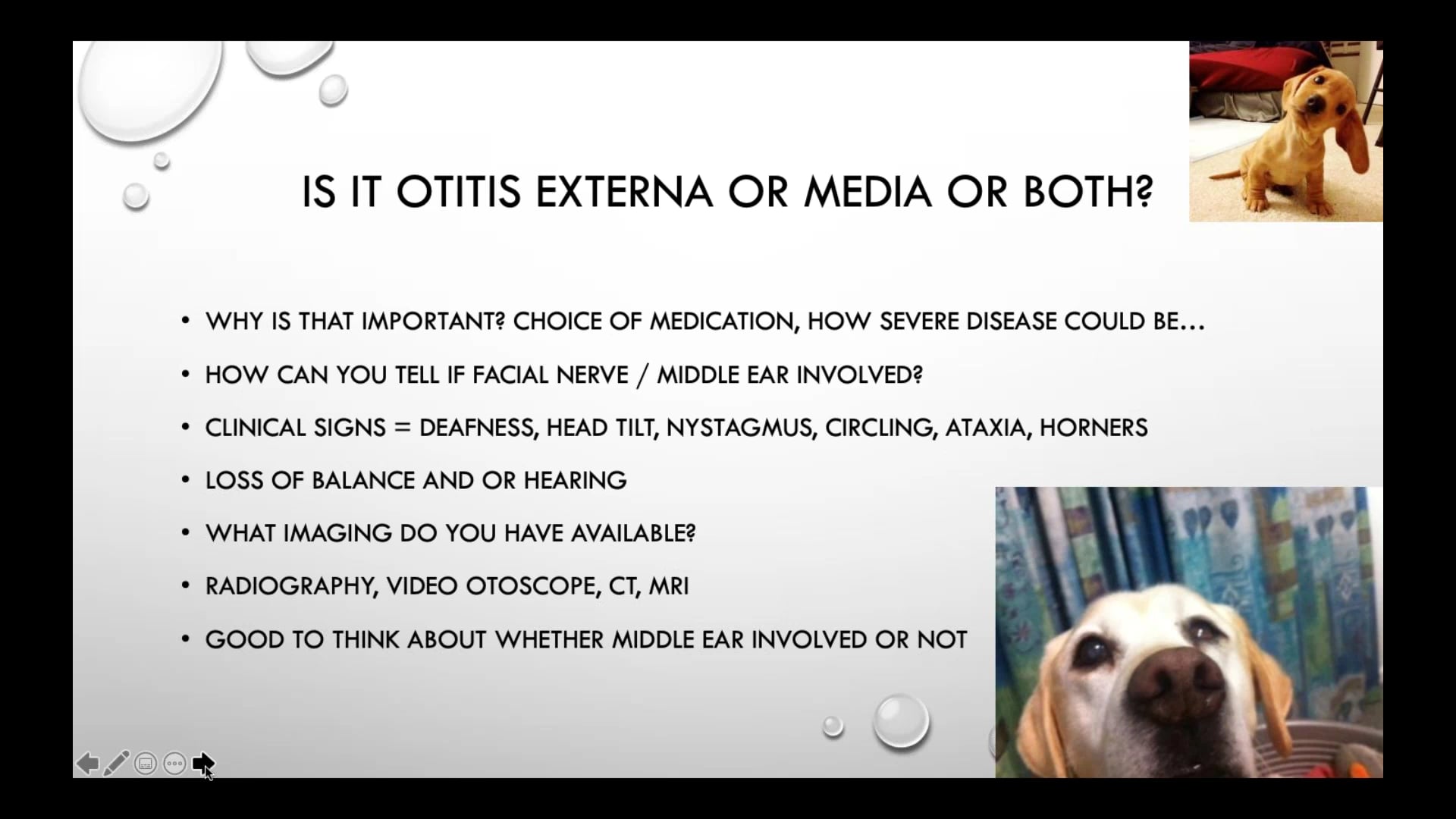 Canine otitis externa - some practical tips and tricks for dealing with ...