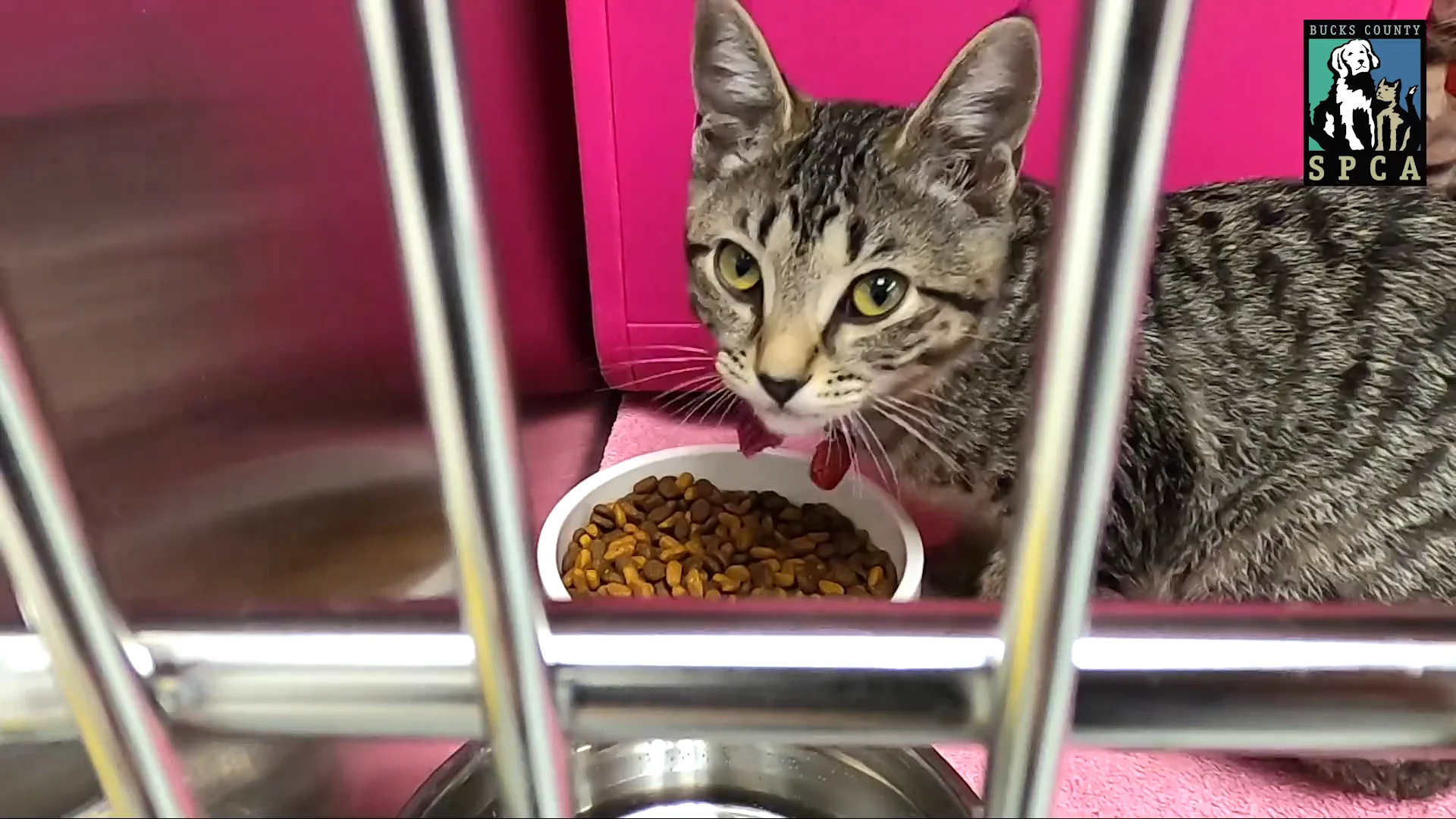 Bucks County SPCA Open House Highlight Reel on Vimeo
