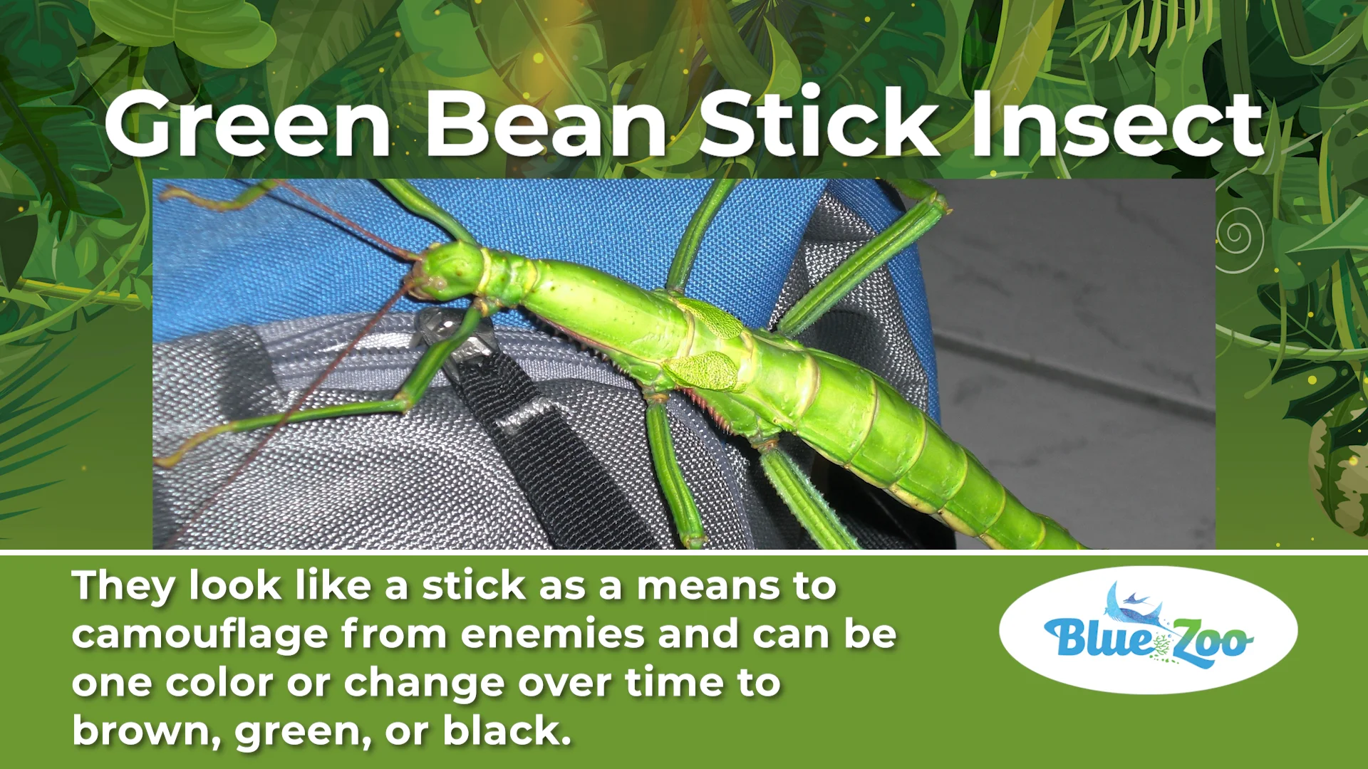 26 Bug Wall Green Bean Stick Insect on Vimeo