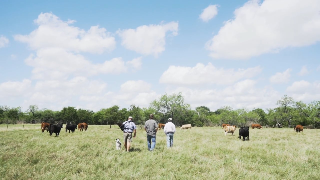 Open Bar Cattle Company on Vimeo